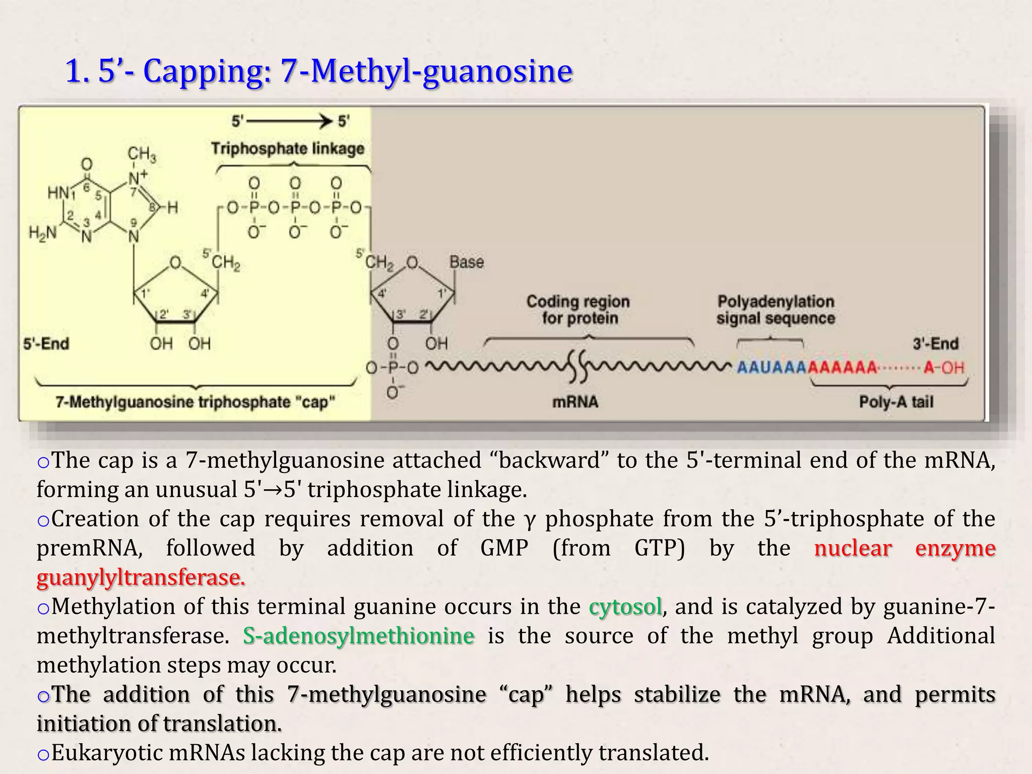 Posttranscriptional_Modification_of_RNA.pptx