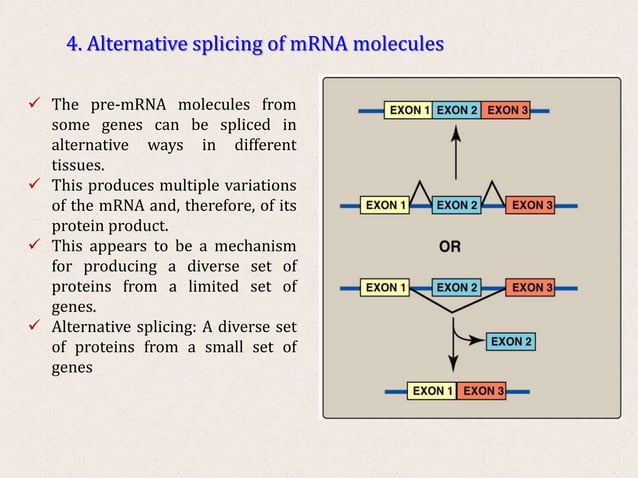 Posttranscriptional_Modification_of_RNA.pptx