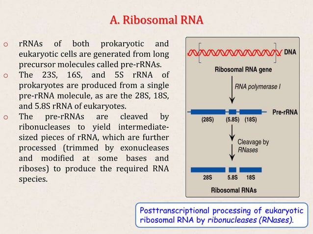 Posttranscriptional_Modification_of_RNA.pptx