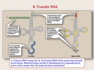 Posttranscriptional_Modification_of_RNA.pptx