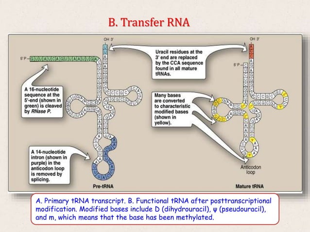Posttranscriptional_Modification_of_RNA.pptx