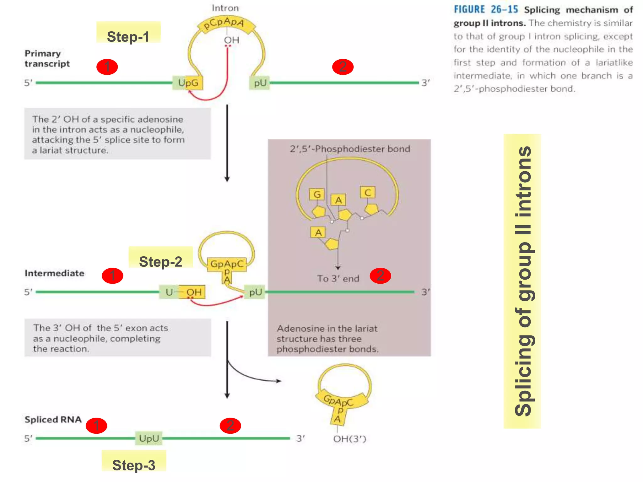 Post transcriptional modifications | PPTX
