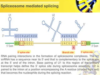 Post transcriptional modifications | PPTX