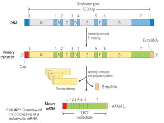 Post transcriptional modifications | PPTX