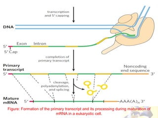 Post transcriptional modifications | PPTX