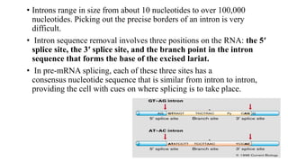 Post transcriptional modifications | PPTX