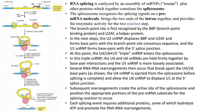 Post Transcriptional Modifications Pptx Programming Languages