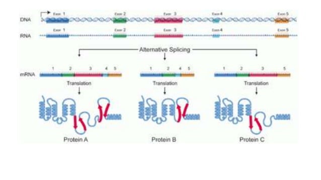 Post Transcriptional Modifications Pptx Programming Languages