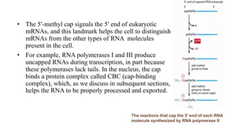 Post transcriptional modifications | PPTX