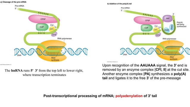 Post transcriptional modifications | PPTX | Programming Languages ...