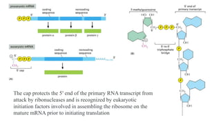 Post transcriptional modifications | PPT