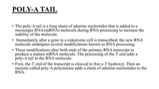 Post transcriptional modifications | PPT