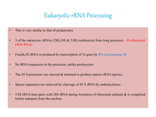 Post transcriptional processing | PPTX