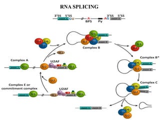 Post transcription and wobble hypothesis | PPTX