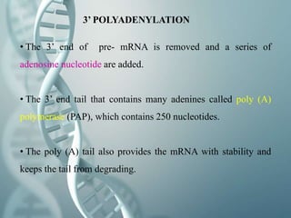 Post transcription and wobble hypothesis | PPTX