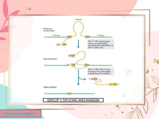 post transcriptional modifications | PPT