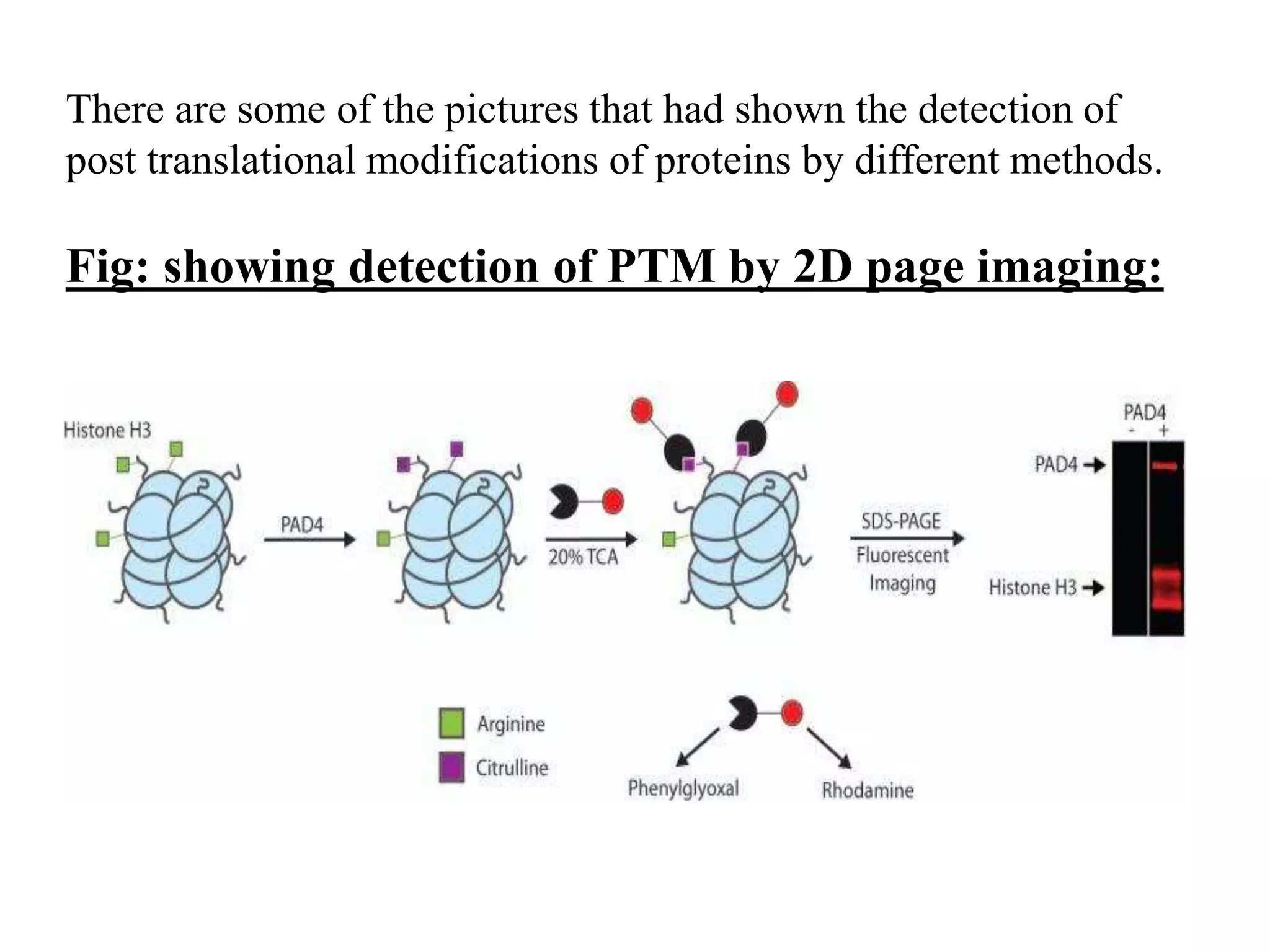 Post translational modification | PPTX
