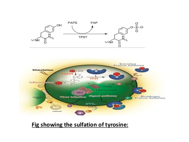 Post Translational Modification