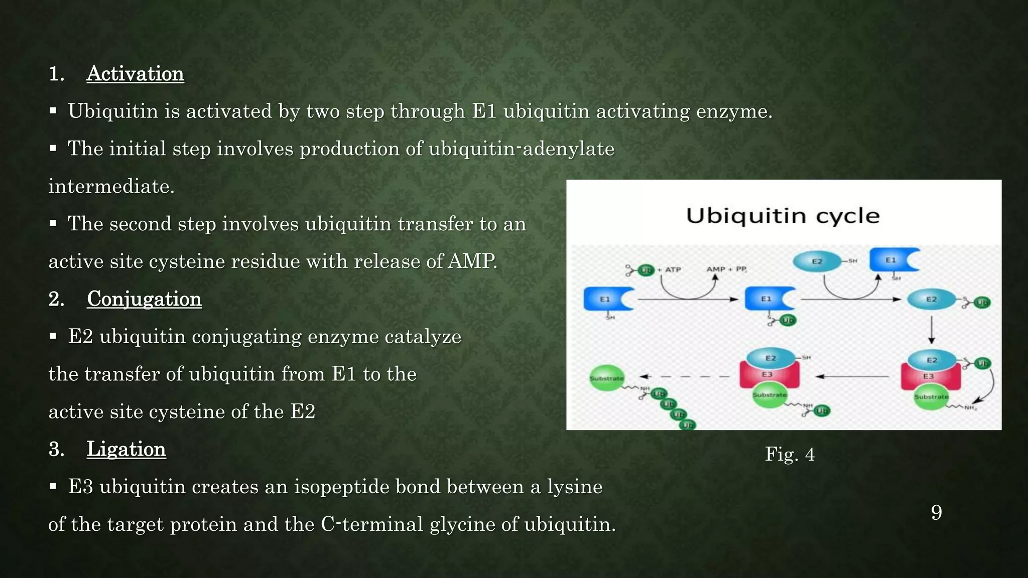 Post Translational Modification In Plants Ppt