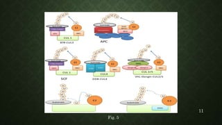Post translational modification in plants. | PPTX