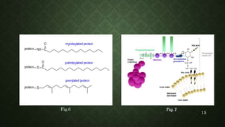 Post translational modification in plants. | PPTX