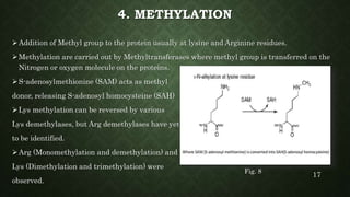 Post translational modification in plants. | PPTX