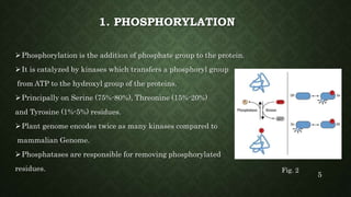 Post translational modification in plants. | PPTX