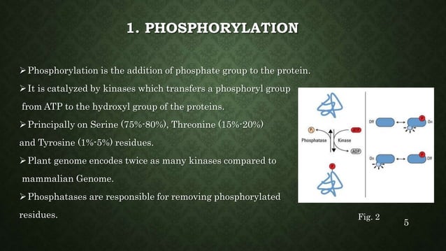 Post Translational Modification In Plants Pptx Chemistry Science