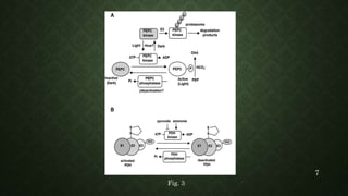 Post translational modification in plants. | PPTX
