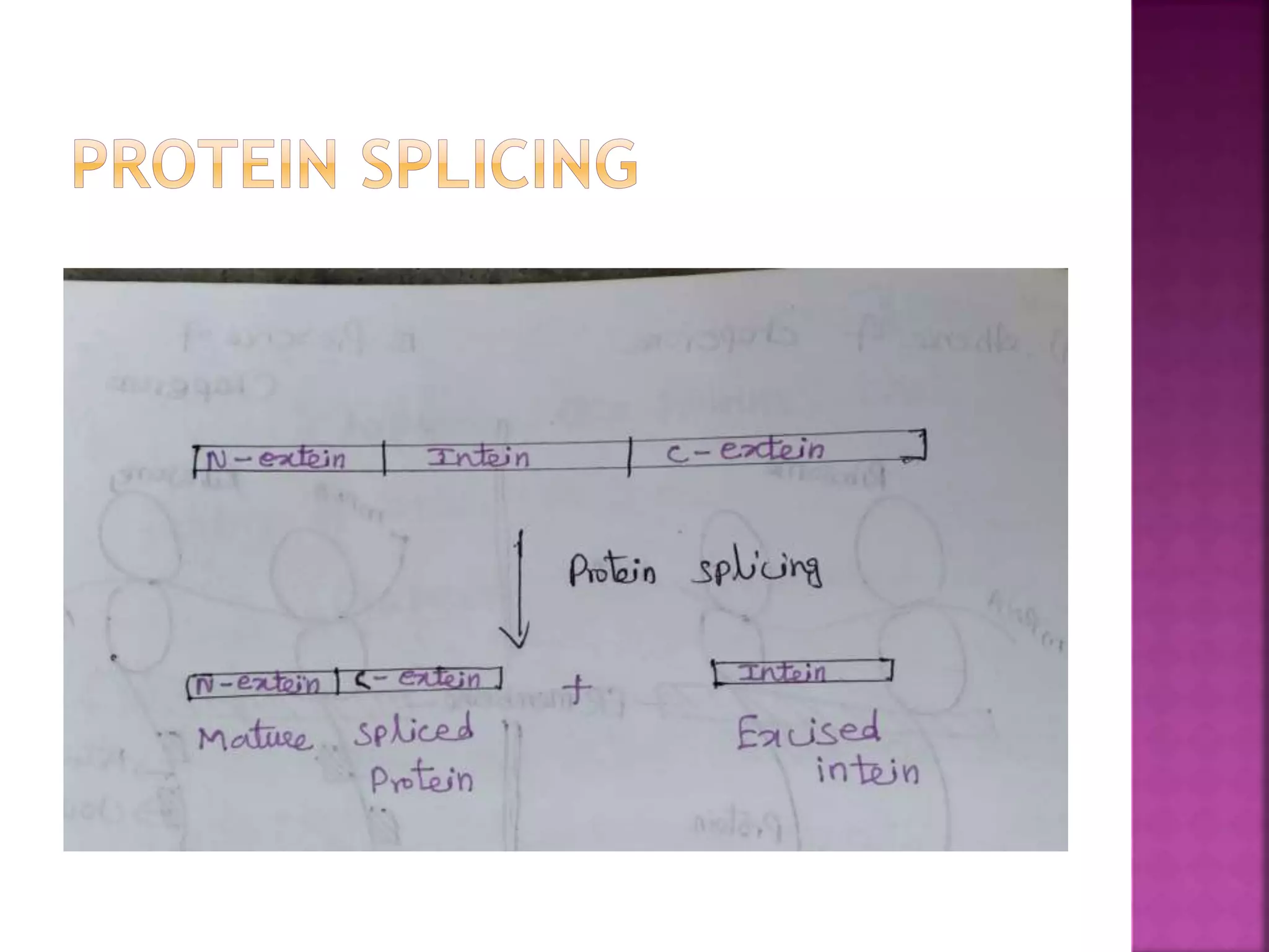 Post translational modification/PTM/protein modifications | PPTX