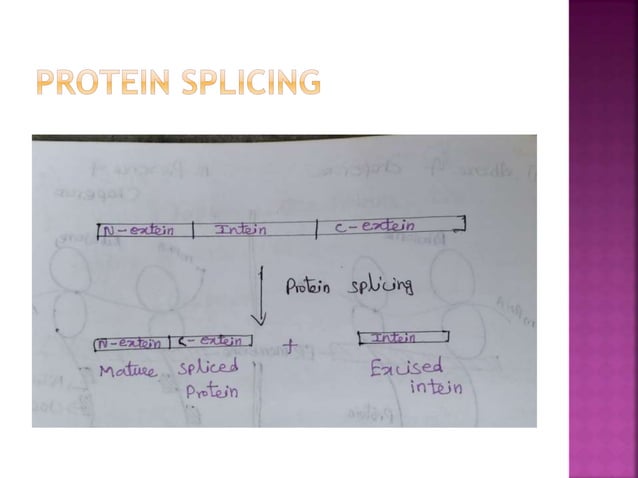 Post translational modification/PTM/protein modifications | PPTX