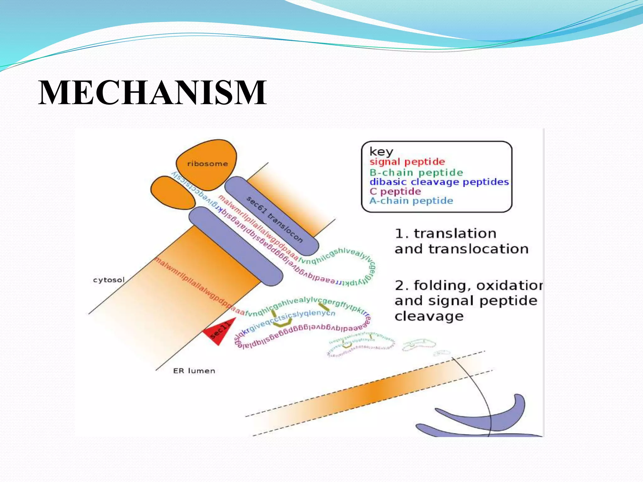 POST TRANSLATIONAL MODIFICATION.pptx
