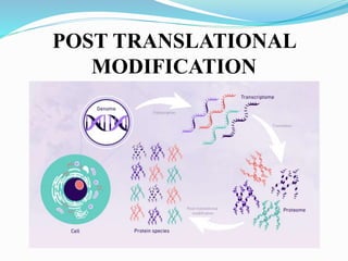 POST TRANSLATIONAL MODIFICATION.pptx | Biological Sciences | Science
