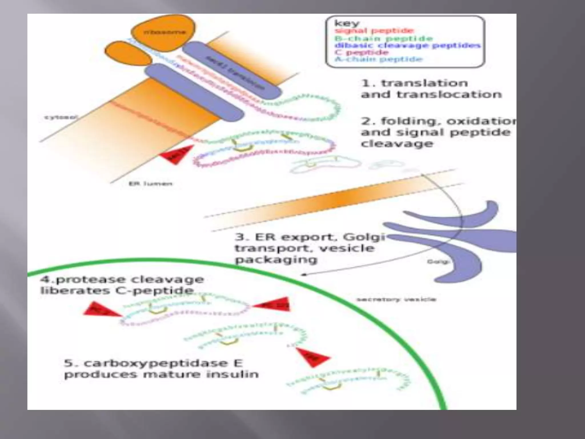 POST TRANSLATIONAL MODIFICATIONS.pptx