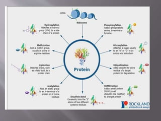 POST TRANSLATIONAL MODIFICATIONS.pptx