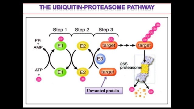 Post translational modification (ubiquitination) | PPTX
