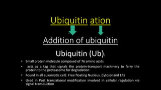 Post translational modification (ubiquitination) | PPTX