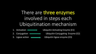 Post translational modification (ubiquitination) | PPTX