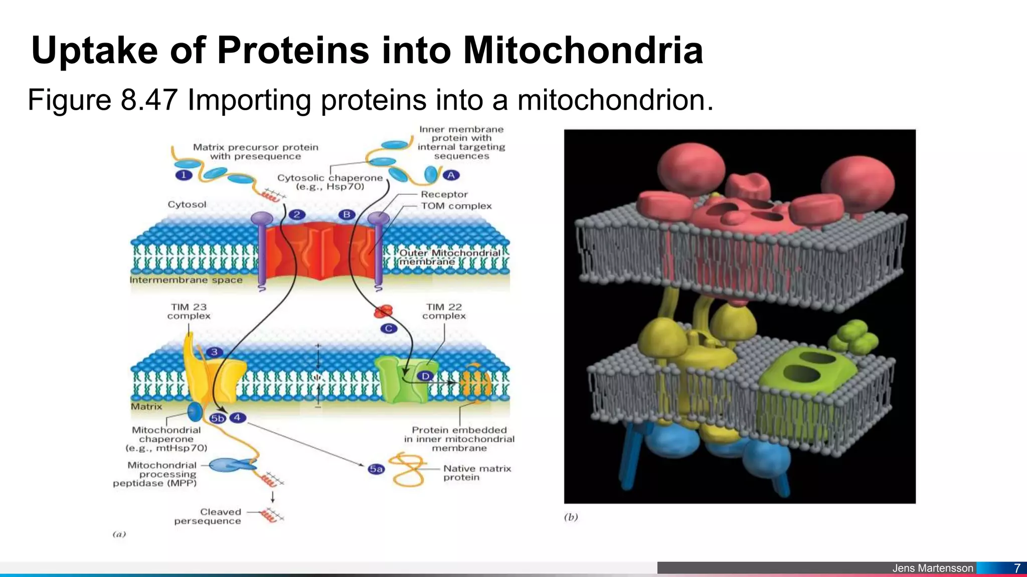 Posttranslational Uptake of Proteins.pptx