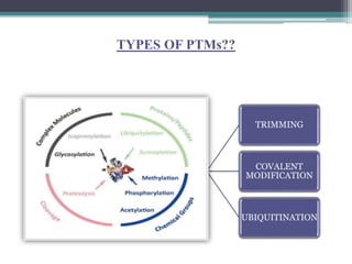Post translation control-regulation_of_gene_expression_in_eukaryotes ...