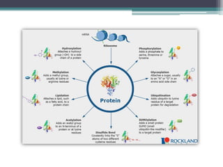 Post translation control-regulation_of_gene_expression_in_eukaryotes ...