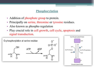 Post translation control-regulation_of_gene_expression_in_eukaryotes ...