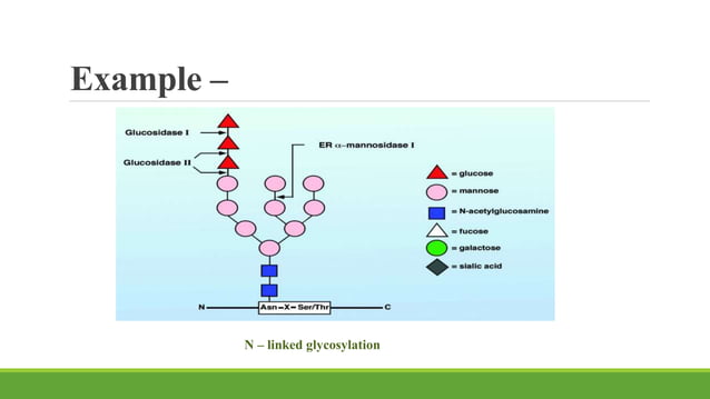 Post translation modification of protein | PPTX | Chemistry | Science