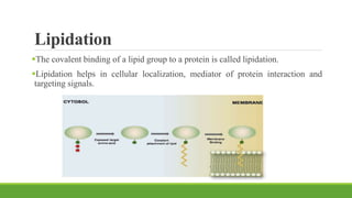 Post translation modification of protein | PPTX