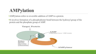Post translation modification of protein | PPTX