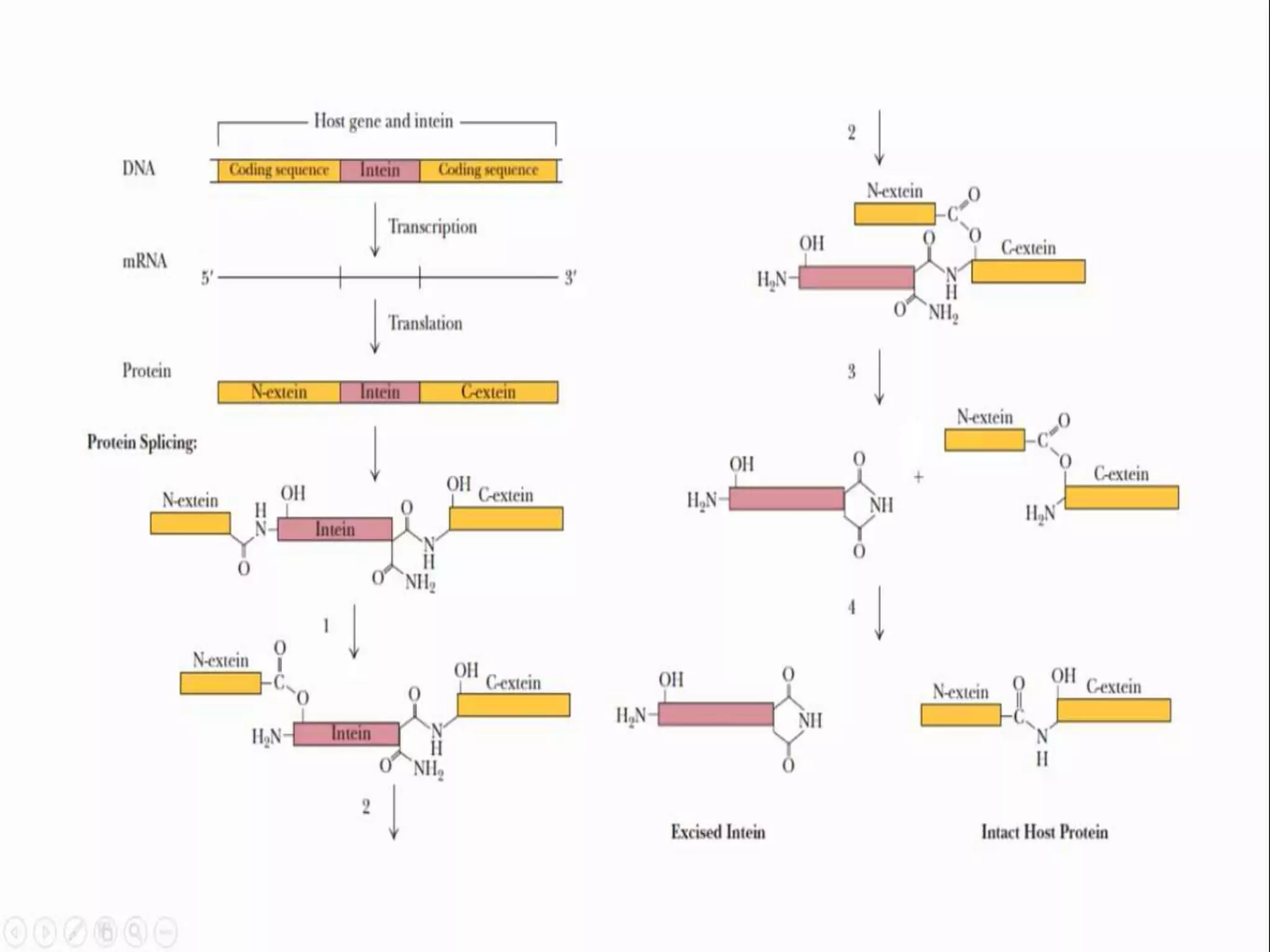 Post translation modifications(molecular biology) | PPTX