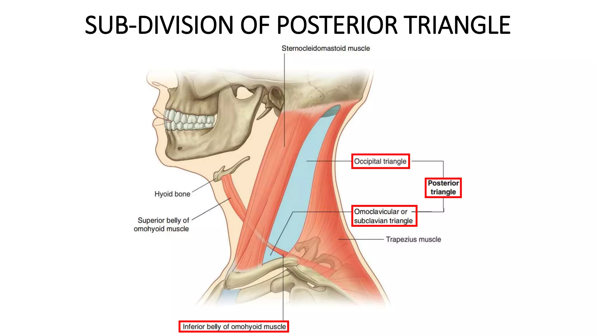 POST TRIANGLE OF NECK.pptx