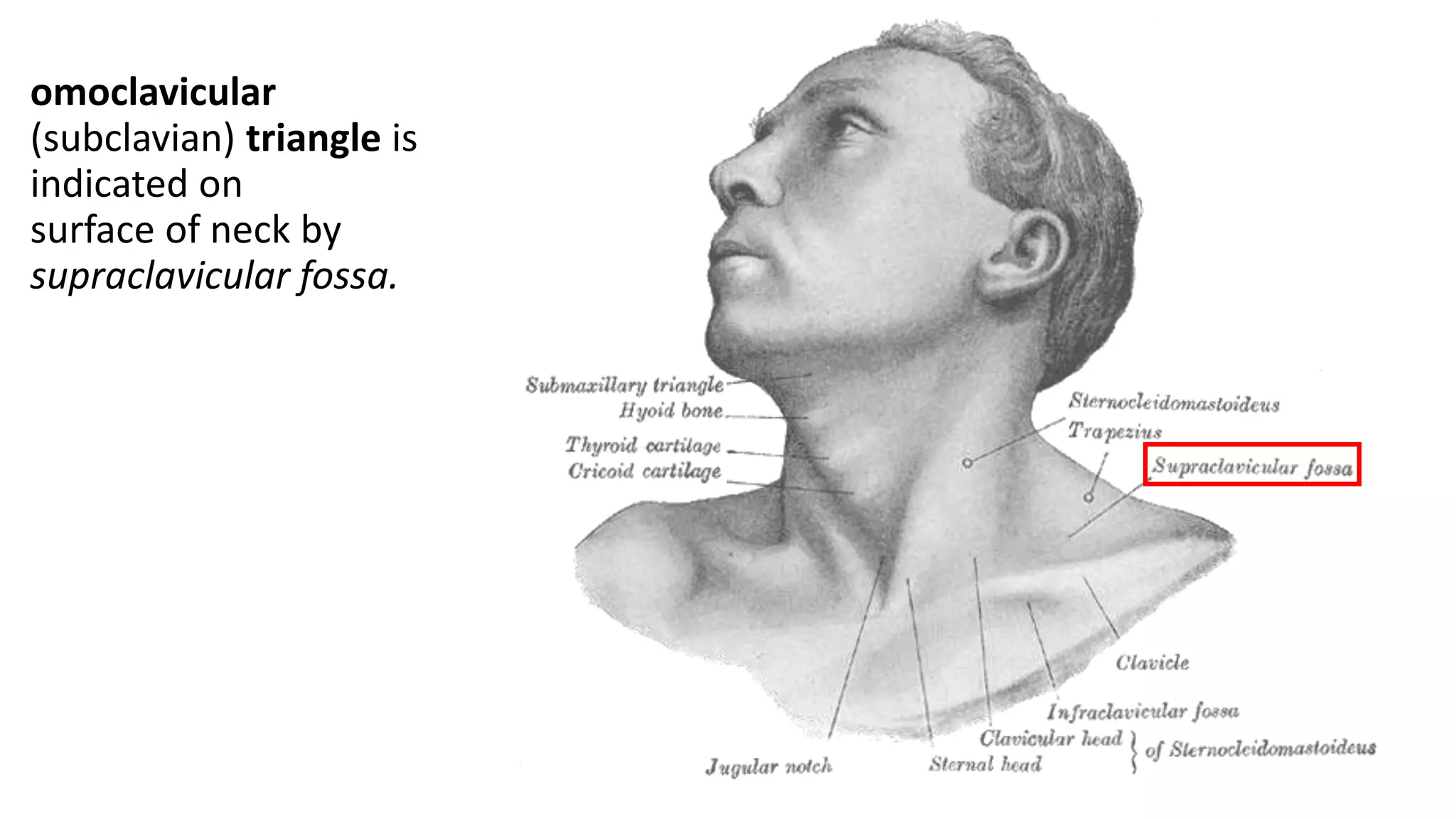 POST TRIANGLE OF NECK.pptx