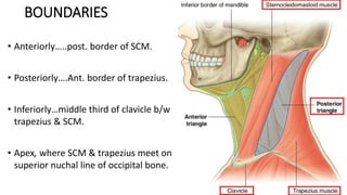 POST TRIANGLE OF NECK.pptx
