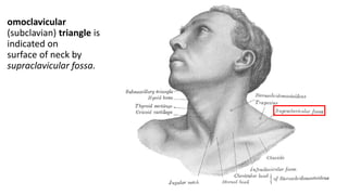 POST TRIANGLE OF NECK.pptx